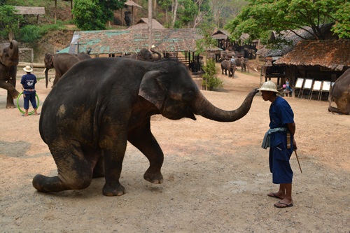 ELEPHANTS AT WORK & ORCHID FARM