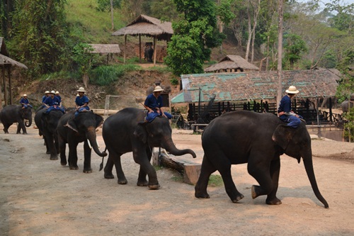ELEPHANTS AT WORK & ORCHID FARM